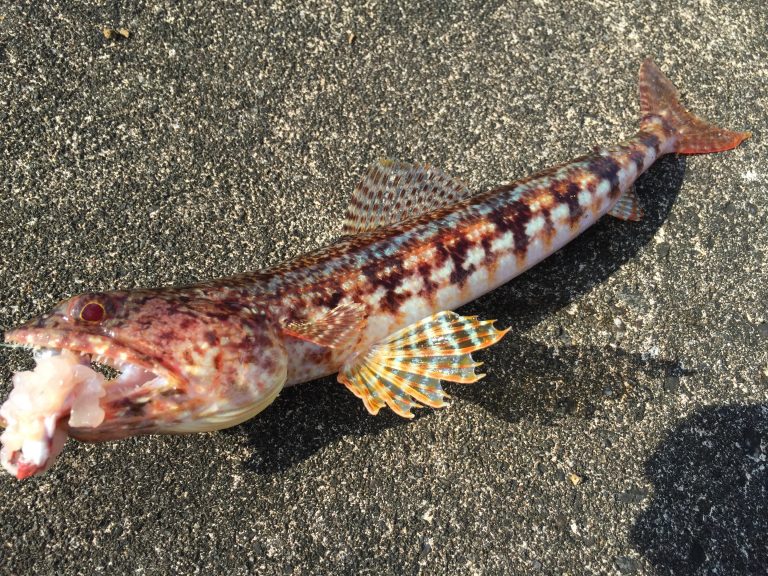 【実は旨い魚】次に「エソ」が釣れたら食べてみよう。美味しい食べ方を紹介！ | ORETSURI
