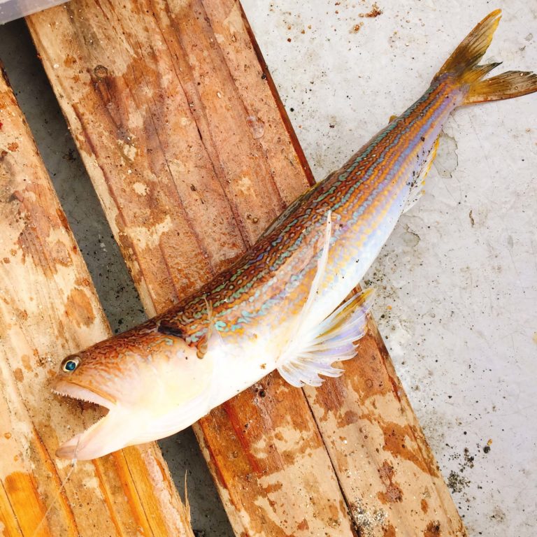 【実は旨い魚】次に「エソ」が釣れたら食べてみよう。美味しい食べ方を紹介！ | ORETSURI