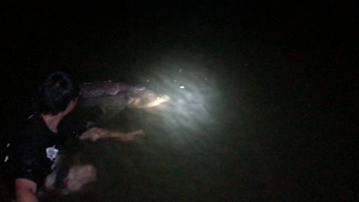 高知で巨大魚「アカメ」を追った話 | ORETSURI